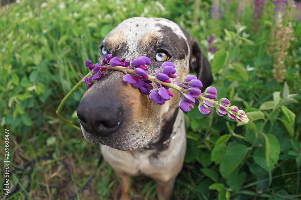 The portrait of a gray leopard (slate merle) Louisiana Catahoula ...