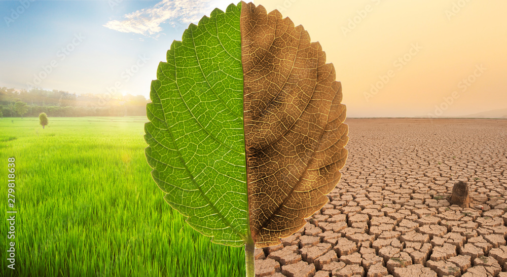 Freshness scene of Green meadow fields with beautiful sunset and ...