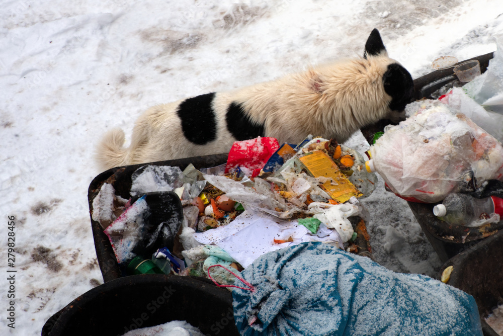 Household waste. A homeless dog of variegated color rummaging in bags ...