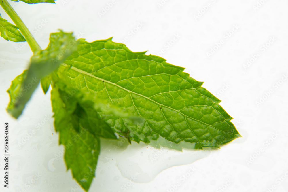 Fotka „Hoja de menta sobre fondo blanco, la hoja de la menta tiene un ...