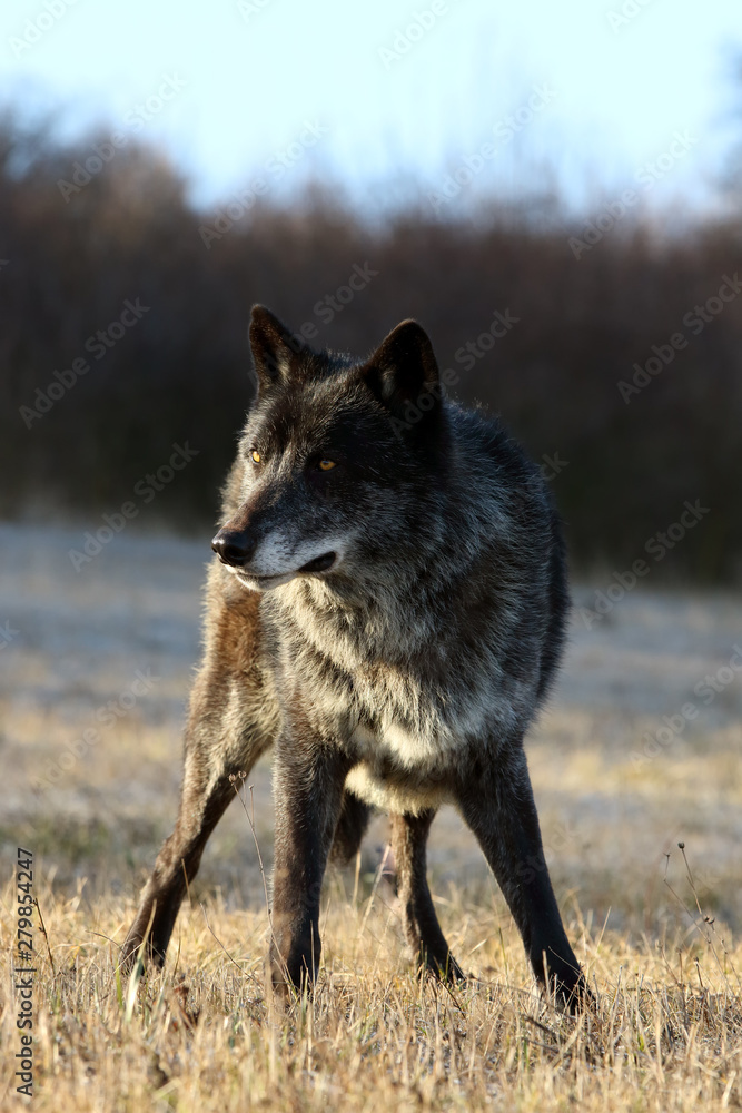 The northwestern wolf (Canis lupus occidentalis) standing on the meadow ...