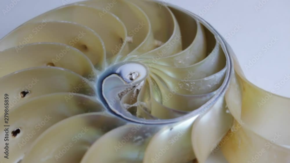 shell nautilus pearl Fibonacci sequence symmetry cross section spiral ...