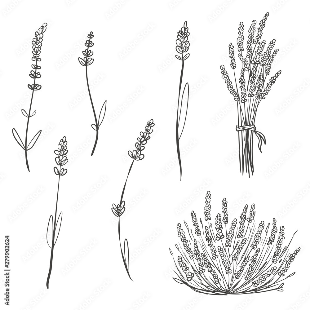 Set of hand drawn sketch lavender isolated on white background. Vector ...