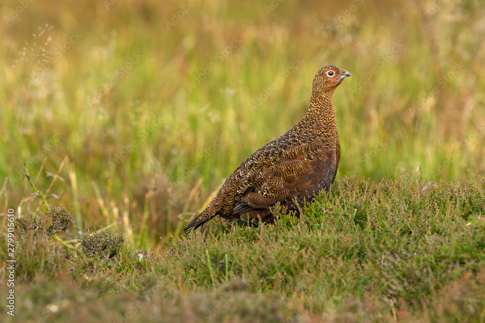 Red Grouse male in summer. (Scientific name: Lagopus lagopus) Stood in ...
