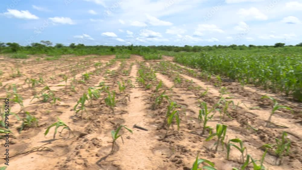 camera movement between small maize plants in the African Savannah and ...