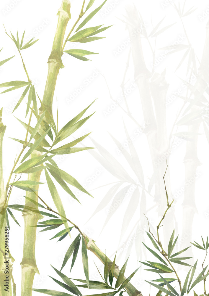 Watercolor illustration painting of bamboo leaves , on white background ...