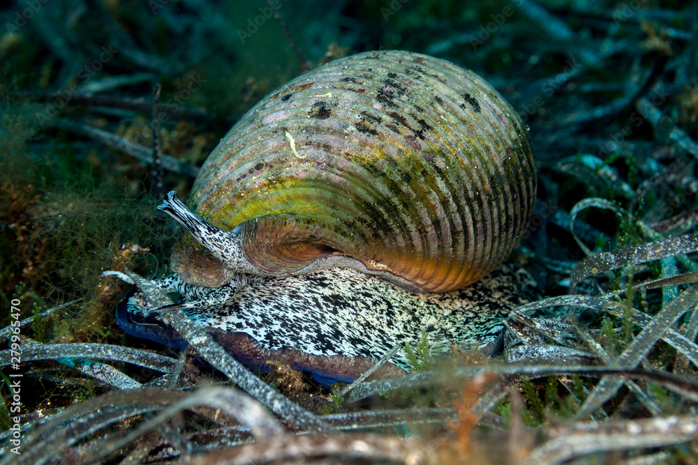 Poster Giant tun, is a species of marine gastropod mollusc in the ...