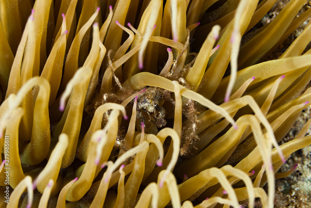 Spider crab, inachus phalangium and snakelocks anemone Stock Photo ...