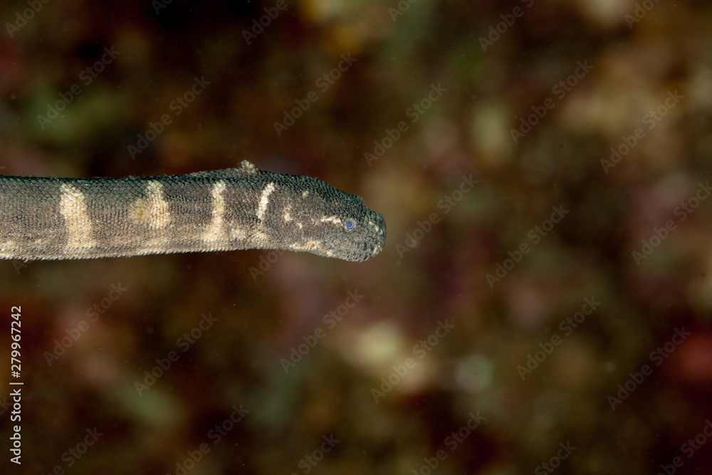 Foto de Beaked sea snake, hook-nosed sea snake, common sea snake, or ...