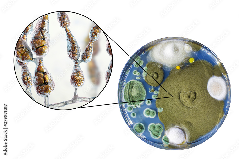 Mold Alternaria alternata, allergic fungus, 3D illustration and photo ...