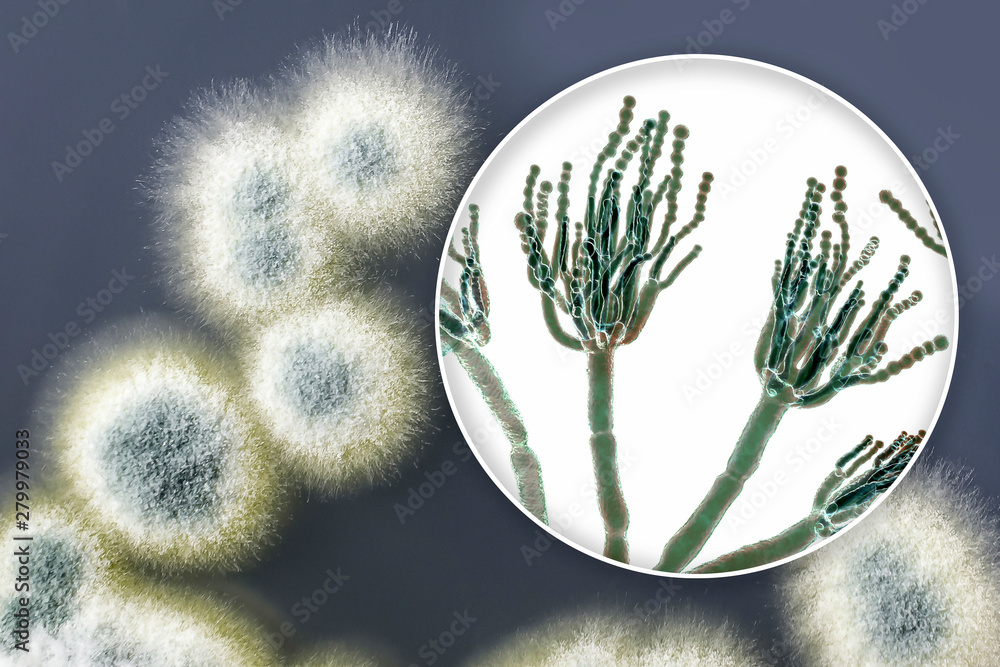 Penicillium Mold