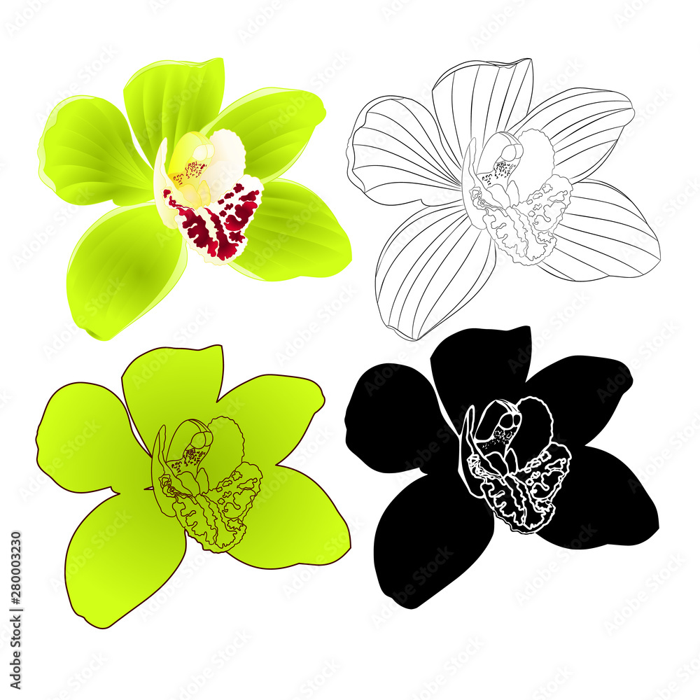 Realistic Orchid Drawing