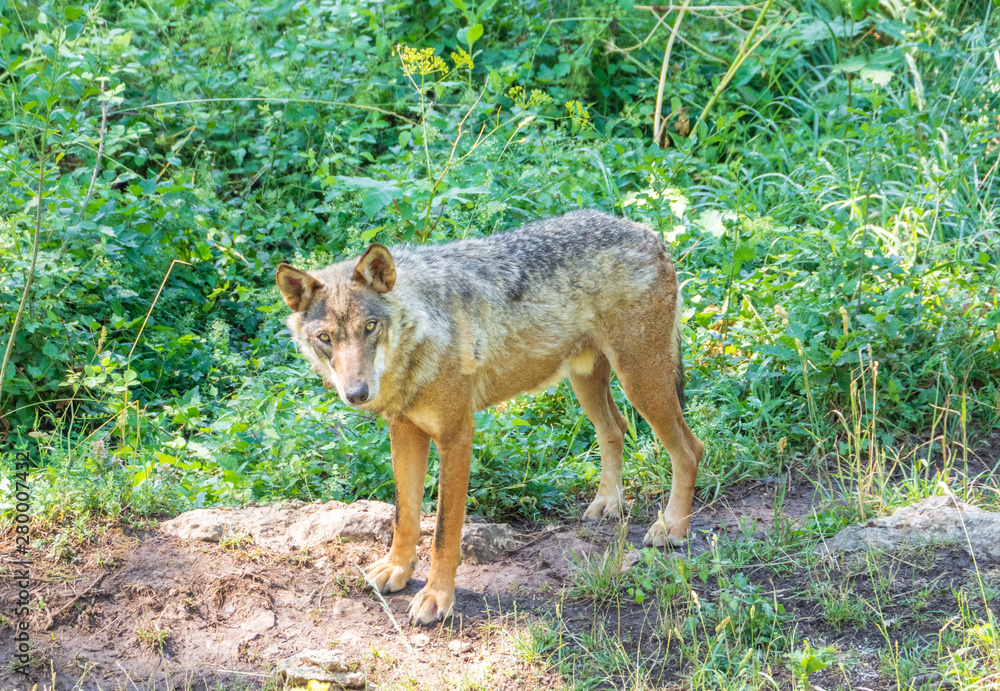Italys National Animal