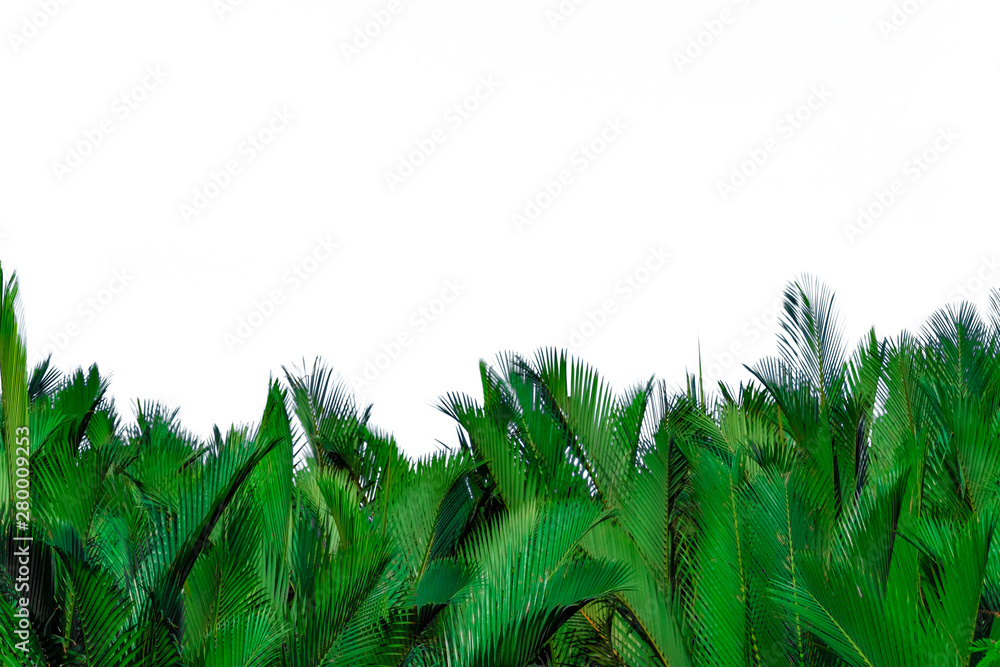 Nypa fruticans Wurmb (Nypa, Atap palm, Nipa palm, Mangrove palm). Green ...