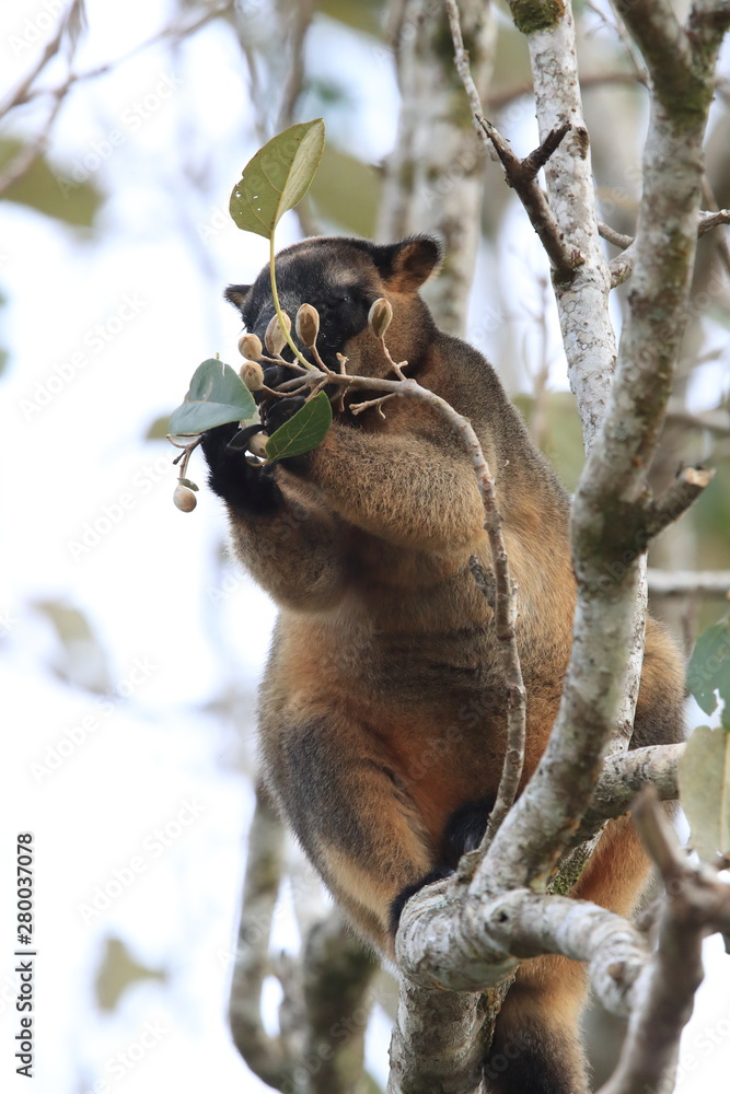 A Lumholtz's tree-kangaroo (Dendrolagus lumholtzi) rests high in a tree ...