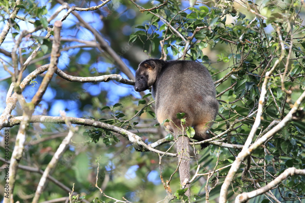 A Lumholtz's tree-kangaroo (Dendrolagus lumholtzi) rests high in a tree ...