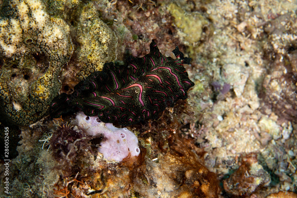 Bedfords Flatworm Pseudobiceros Bedfordi Is A Species Of Flatworm In