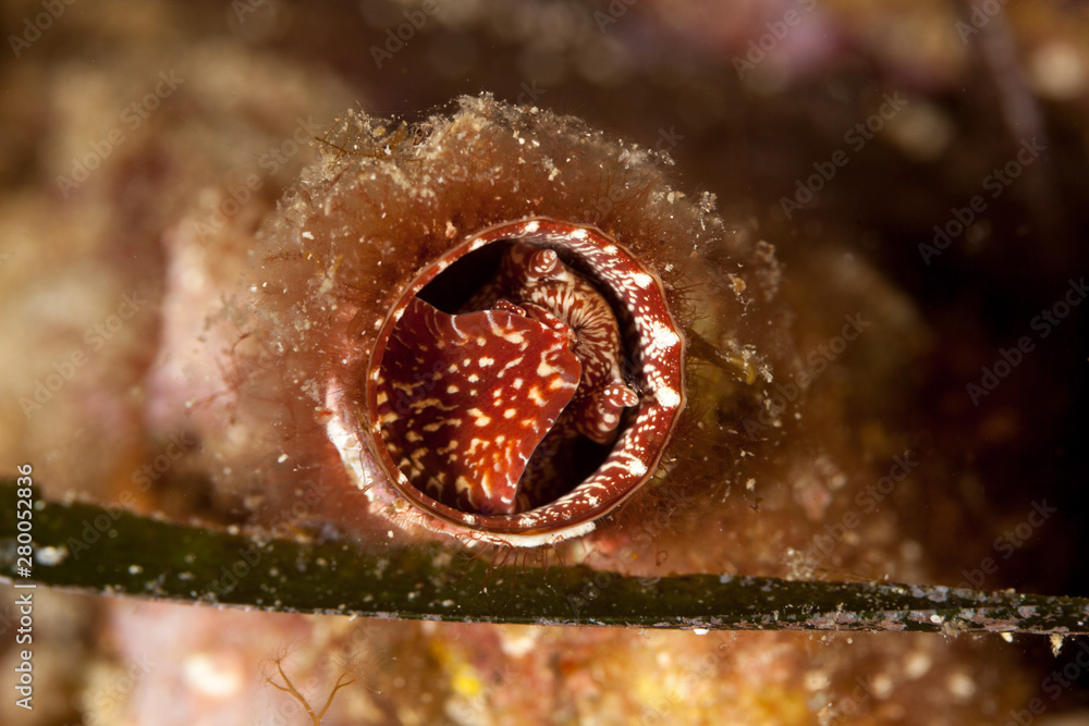 Big worm snails, Thylacodes arenarius, Serpulorbis arenarius ...