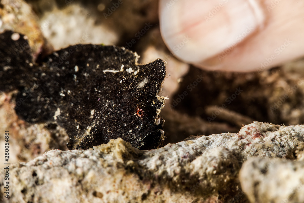 bluespotted stingray, Neotrygon kuhlii, Dasyatis kuhlii, also known as ...