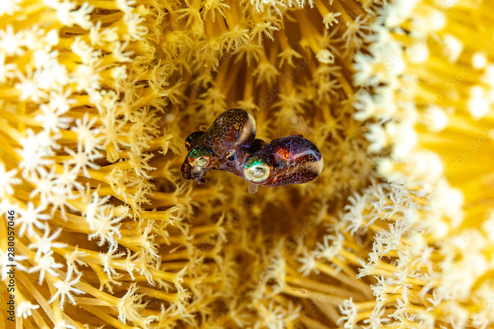 mating Bobtail squid (order Sepiolida) are a group of cephalopods ...