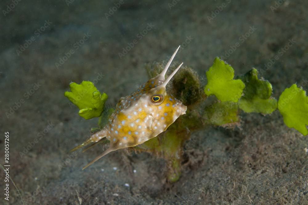 Longhorn cowfish, Lactoria cornuta, also called the horned boxfish ...
