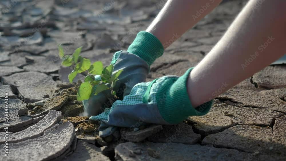 Drought concept: dry cracked soil with green plant. Farmer hands ...