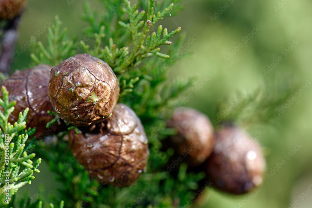 Zapfen der Mittelmeer-Zypresse (Cupressus sempervirens) - Mediterranean ...