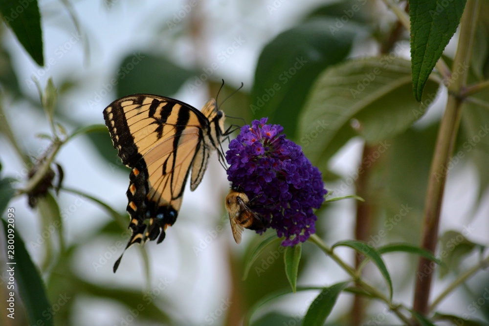 A bumble bee and North Carolina's state butterfly the Eastern Tiger ...