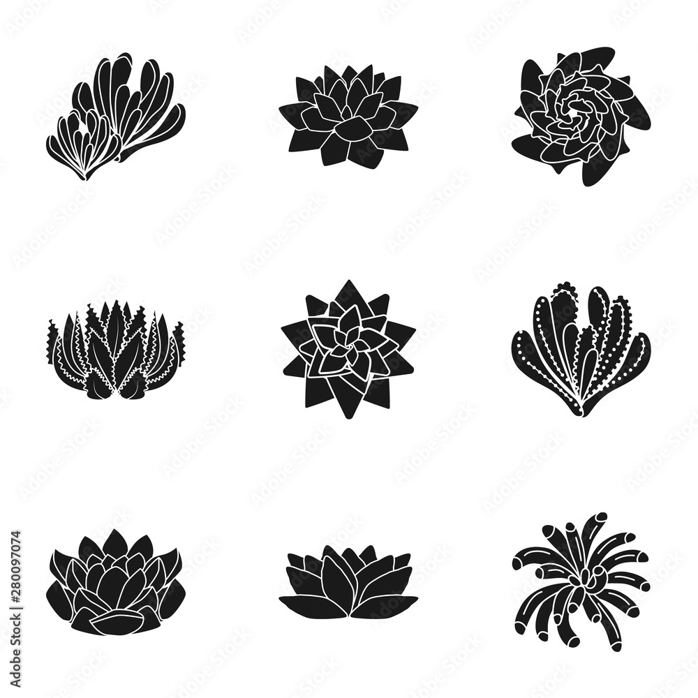 Succulent Vector