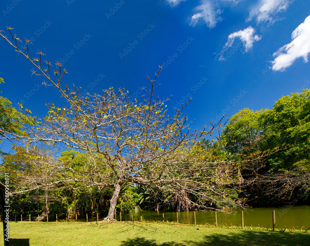 Old tree in the Sir Seewoosagur Ramgoolam Botanical Garden. This is a ...