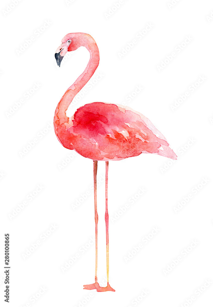 Watercolor pink flamingo on white background Stock Illustration | Adobe ...