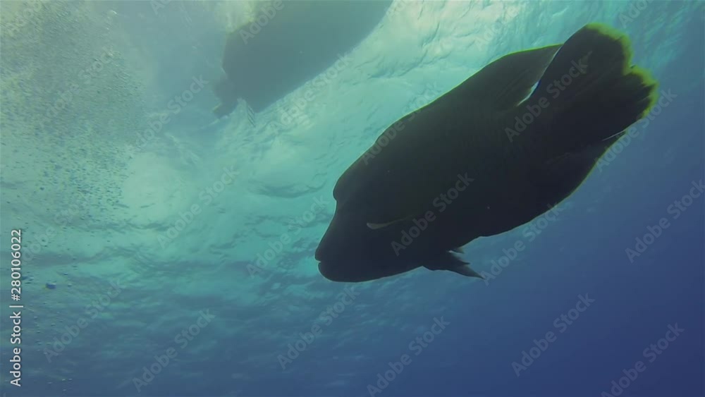 Humphead Wrasse, Napoleonfish Or Napoleon Wrasse Swimming Under Dive ...