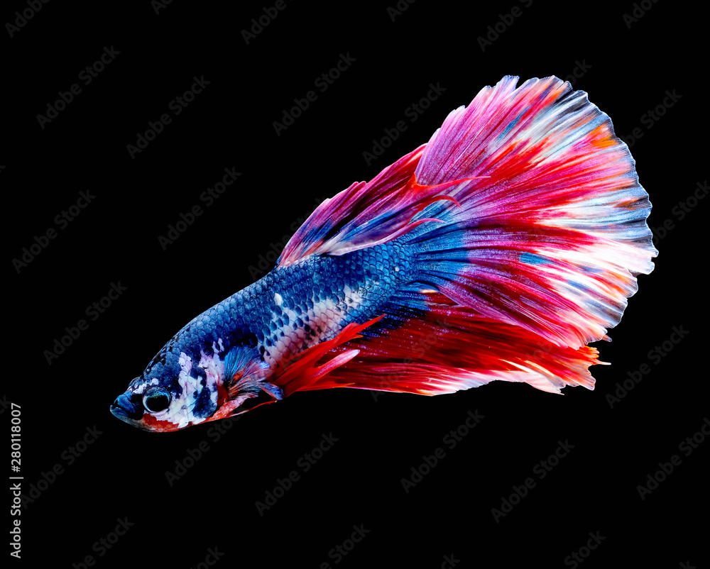 Feather Tail Betta
