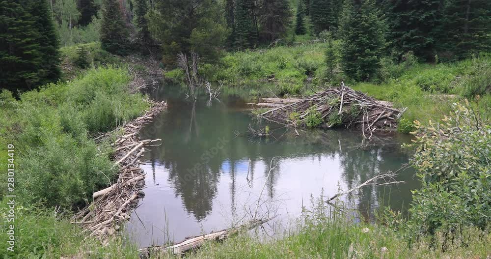 Beaver pond and dam river high Rocky Mountain forest. Utah wilderness ...