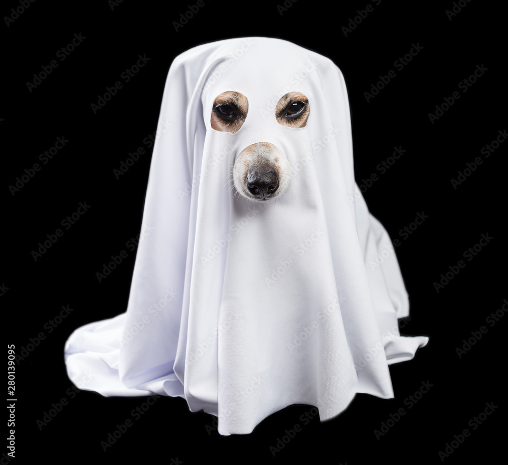 Ghost Dog