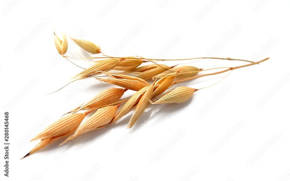 Oat isolated. Stock Photo | Adobe Stock