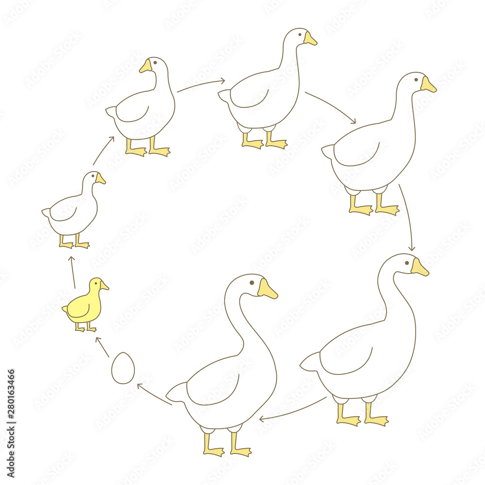 Round Stages of poultry growth set. Breeding fowl. Goose production ...