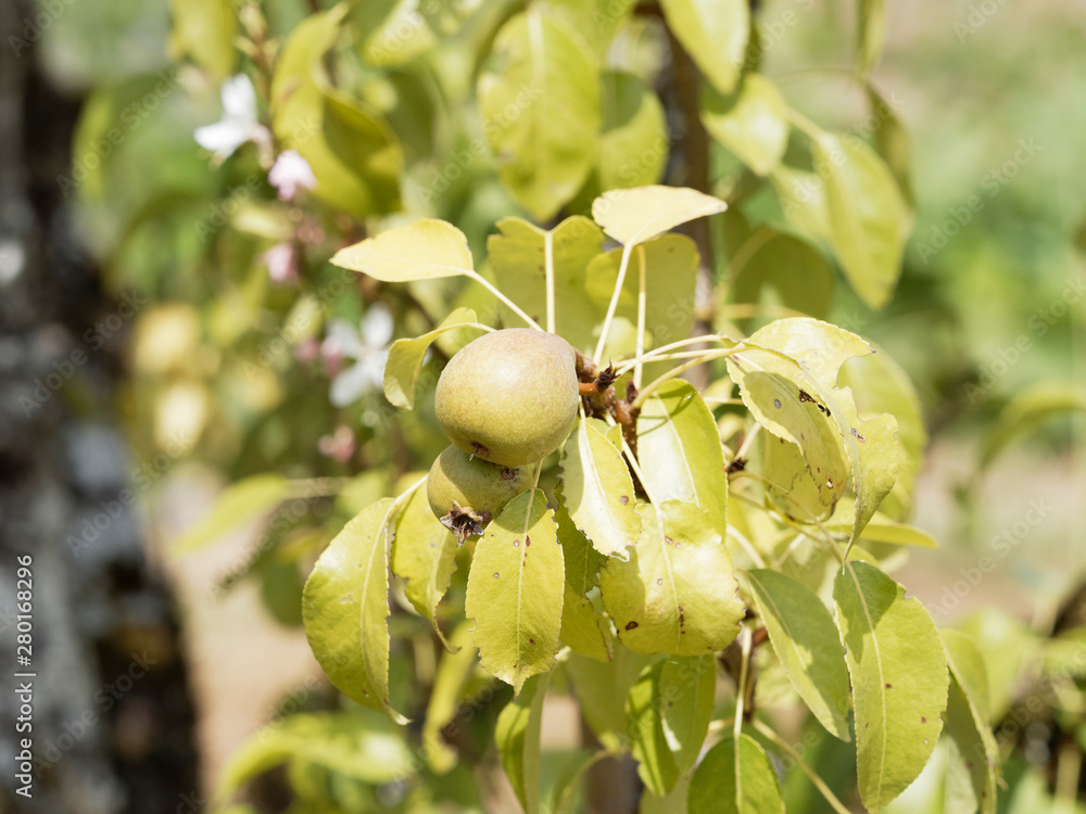 Branches de poirier commun (Pyrus communis) de variété ancienne garni ...