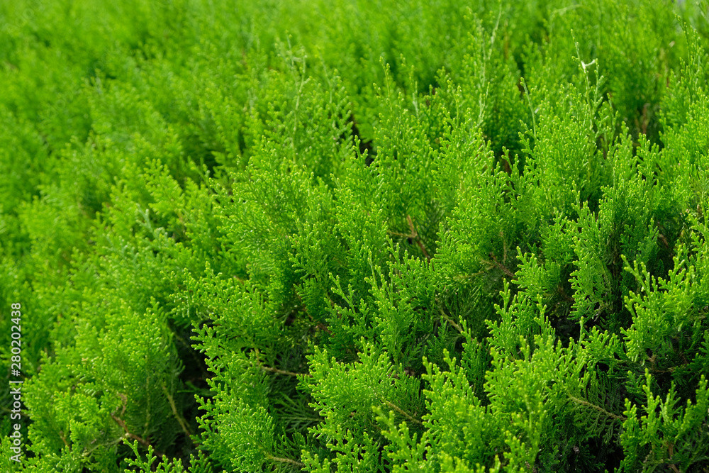 Green leaves of Thuja trees background. Green Thuja occidentalis ...