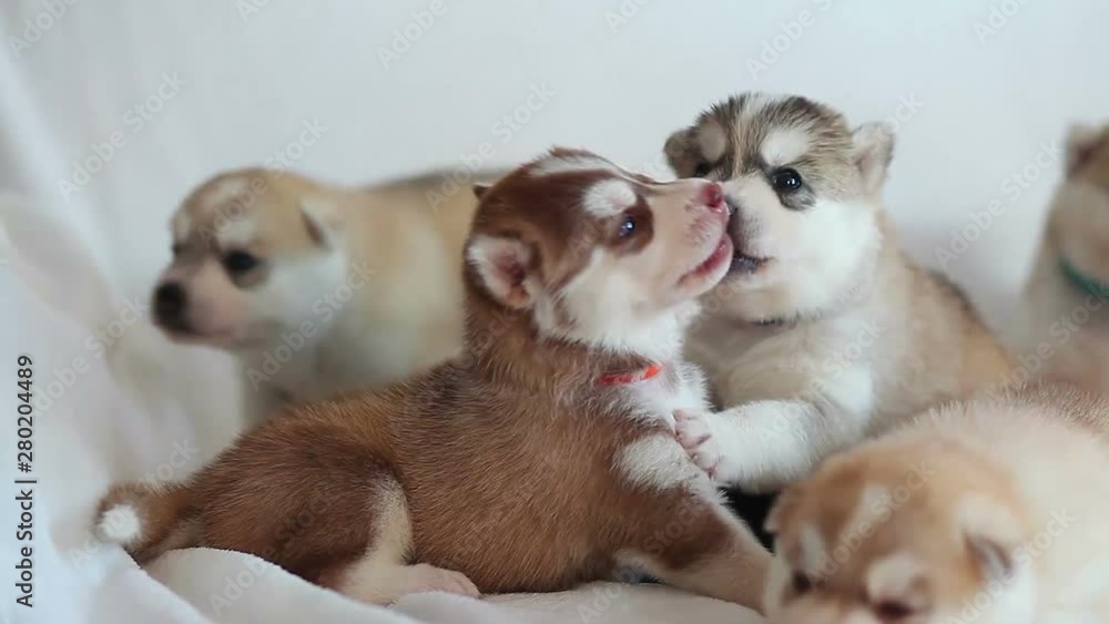 cute puppies play with each other Stock Video | Adobe Stock