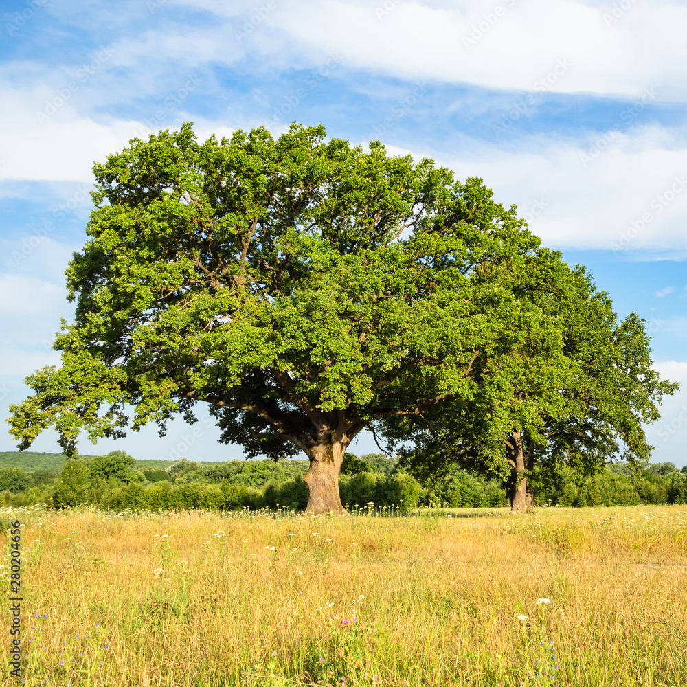 Oak Tree In Summer