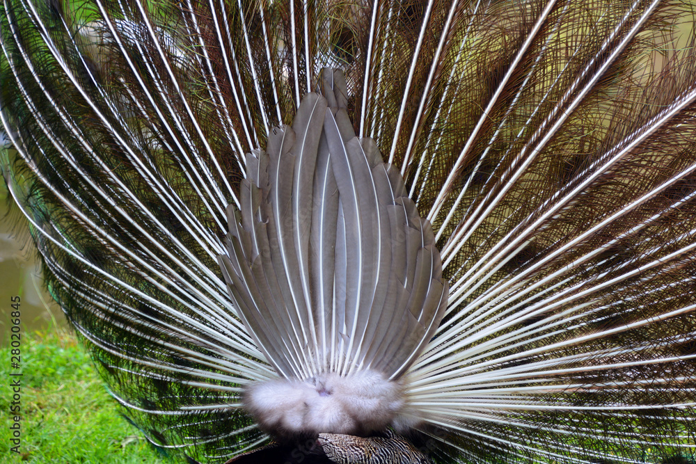 The peafowl include two Asiatic bird species the blue or Indian peafowl ...