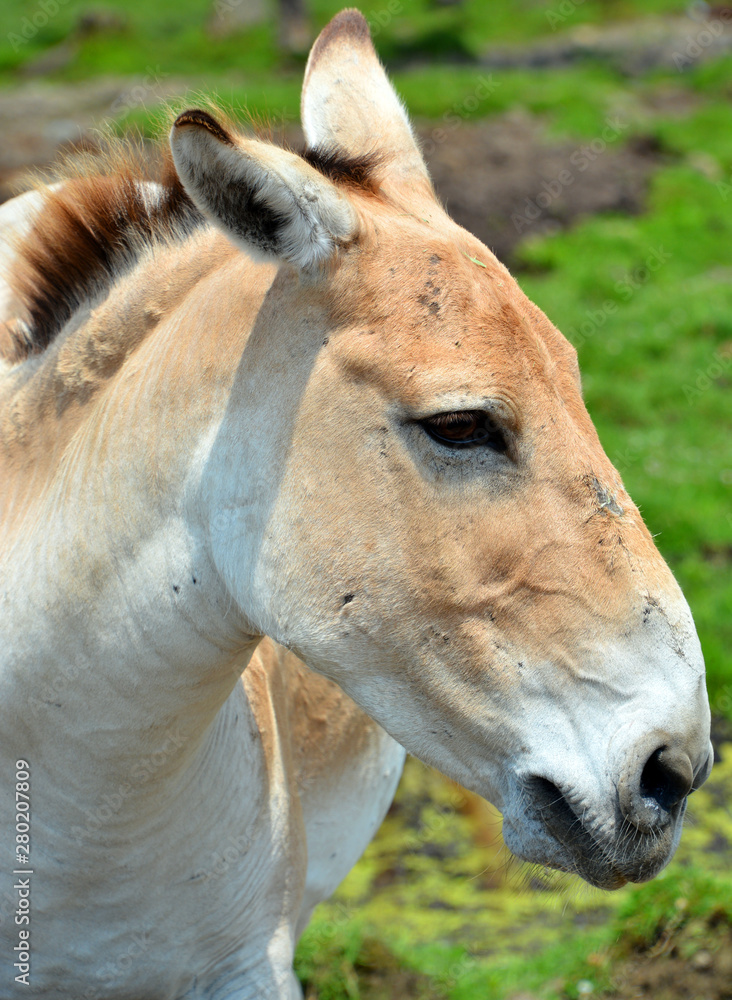 The onager (Equus hemionus), also known as hemione or Asiatic wild ass ...