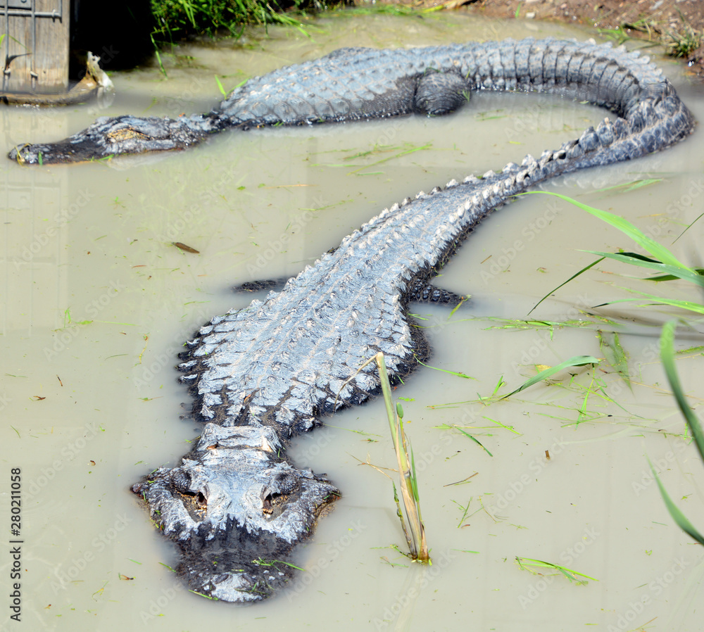 An alligator is a crocodilian in the genus Alligator of the family ...