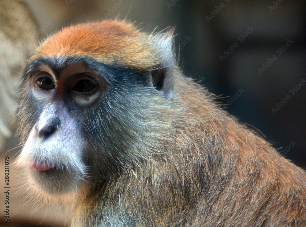 The patas monkey (Erythrocebus patas), also known as the wadi monkey or ...