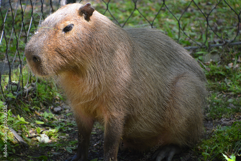 Foto de The capybara is the largest rodent in the world. Also called ...