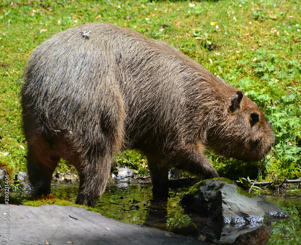 Fotka „The capybara is the largest rodent in the world. Also called ...