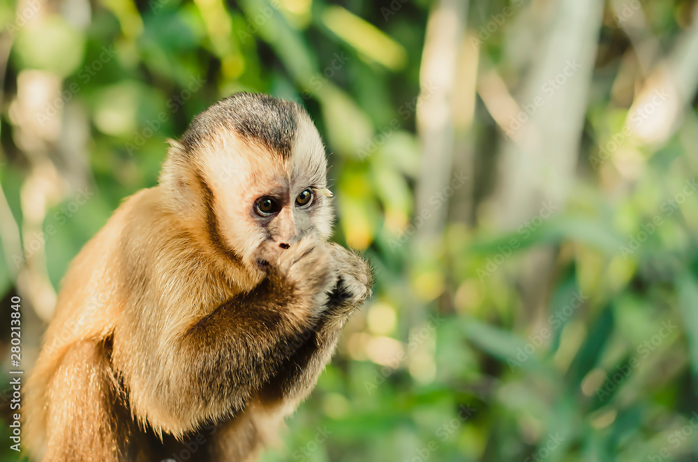 Poster Wild monkey shrunken with cold, hands together near mouth like ...