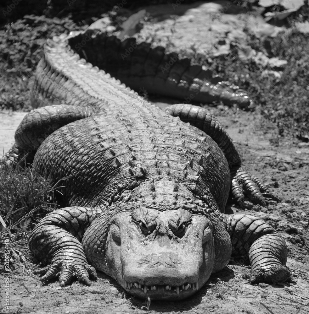 An alligator is a crocodilian in the genus Alligator of the family ...