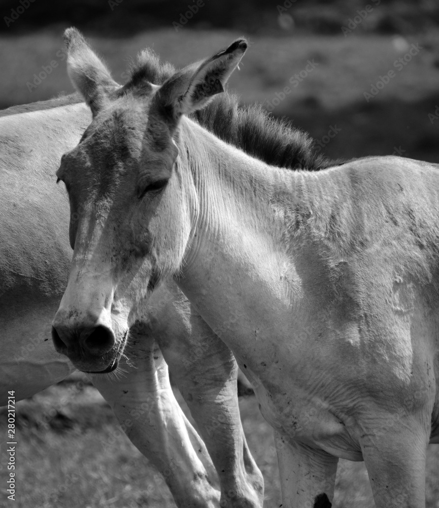The onager (Equus hemionus), also known as hemione or Asiatic wild ass ...